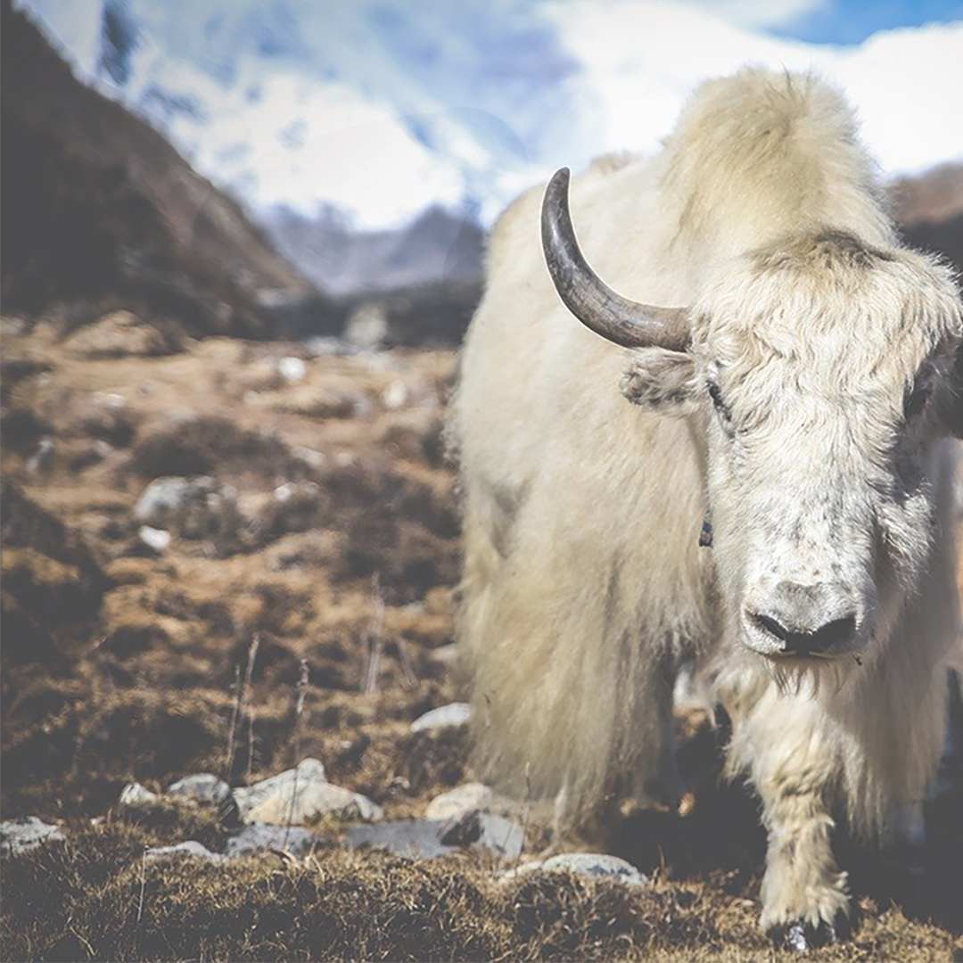 Yak And Merino Wool Clothing – Oliver Charles